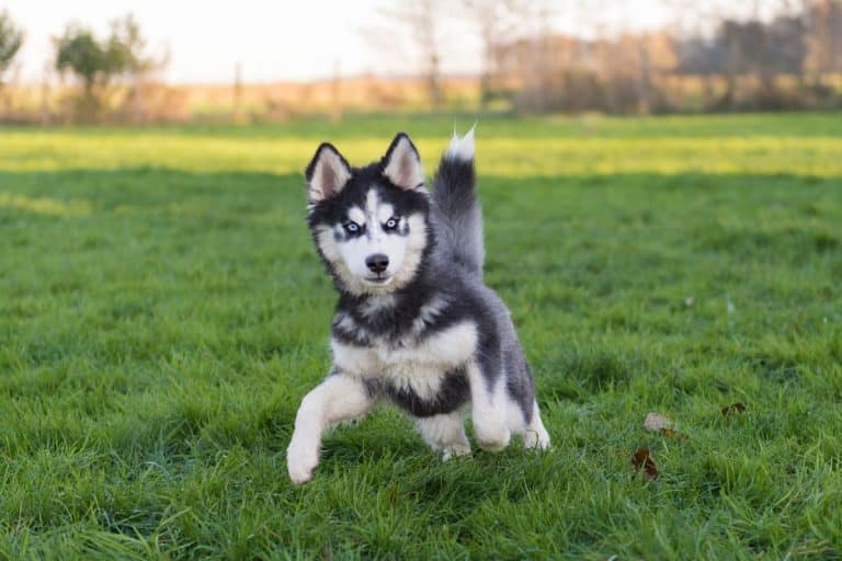 11 Athletic Dog Breeds Built For Speed And Agility - iHeartDogs.com