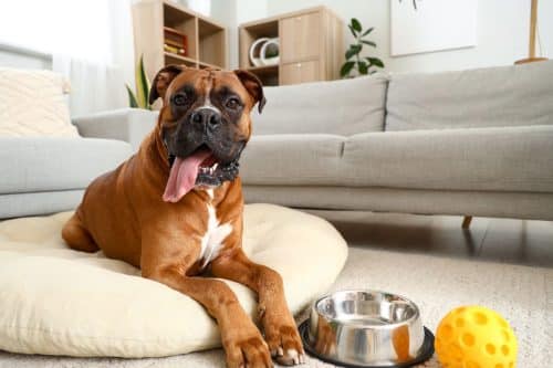 Ideal Diet for Boxers - The Ultimate Boxer Feeding Guide - iHeartDogs.com