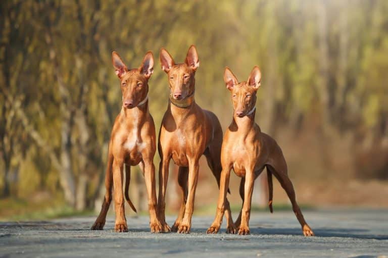 15 Sleek Dog Breeds That Always Look Sharp - iHeartDogs.com