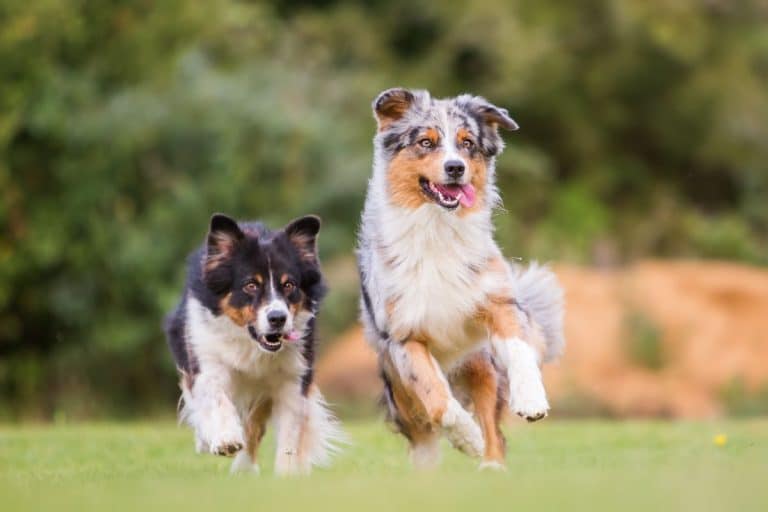 13 Hardy Dog Breeds Built For Endurance And Strength - iHeartDogs.com