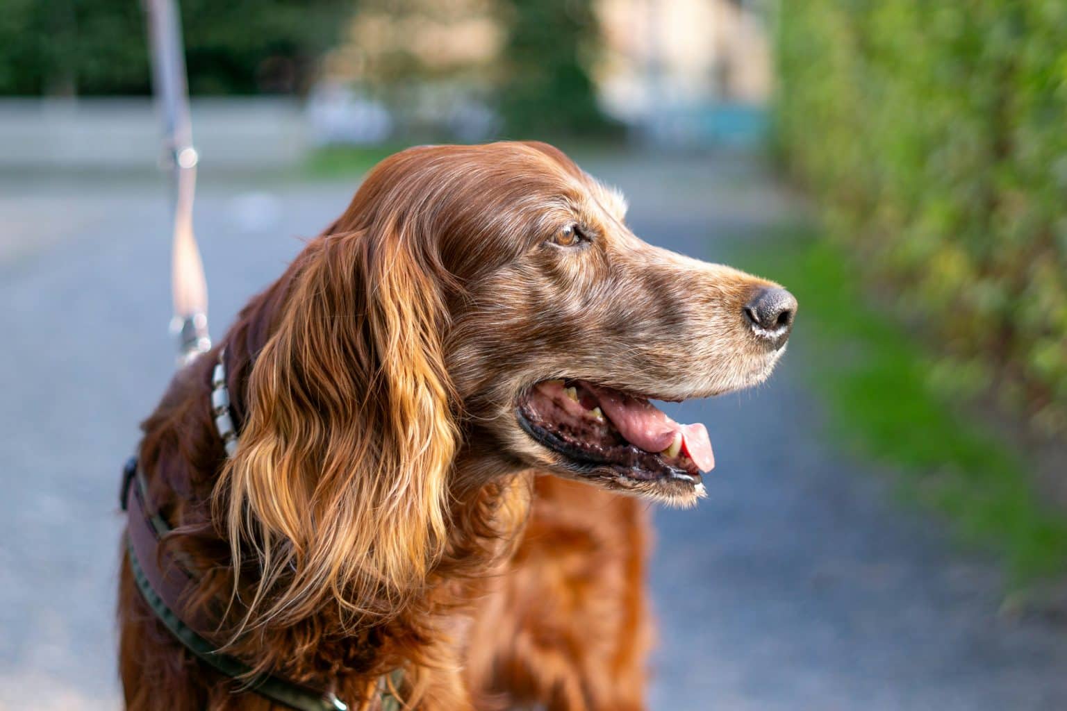 15 Dog Breeds That Helped Bridge Generations—From Kids To Grandparents ...