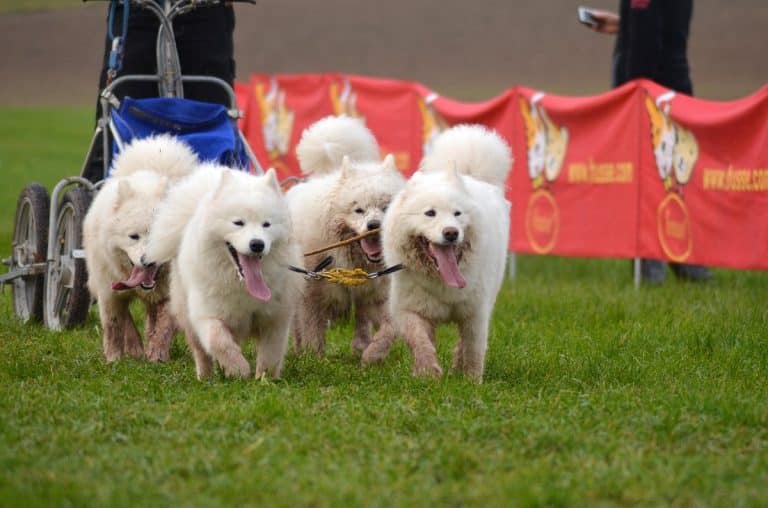 11 Snow-Ready Dog Breeds That Still Work as Sled Dogs Today ...