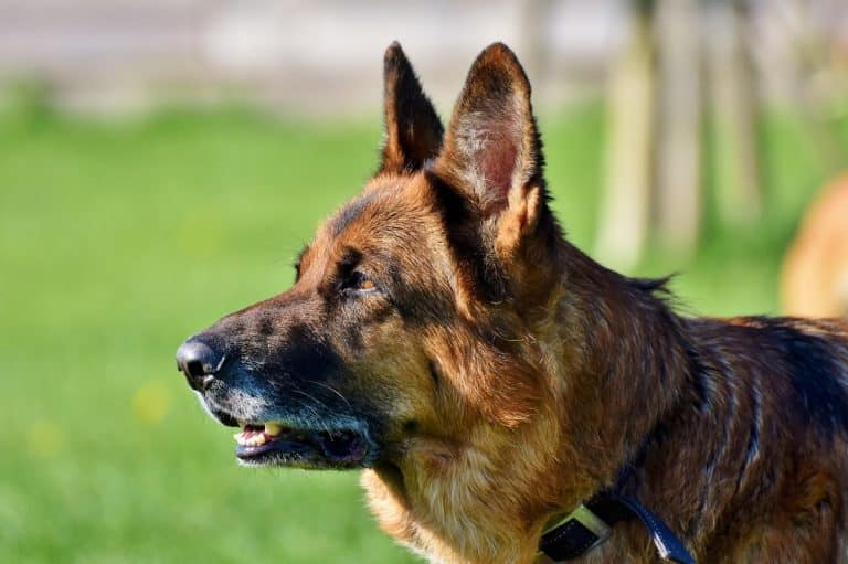 13 High-Energy Dog Breeds That Can Handle Intense Training - iHeartDogs.com