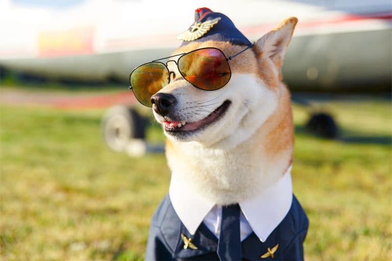 13 Funny Dog Breeds That’ll Make You Laugh Daily - iHeartDogs.com