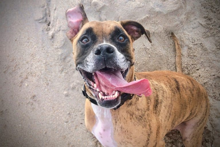 11 Cute Dog Breeds With Goofy Smiles Owners Can’t Resist - iHeartDogs.com