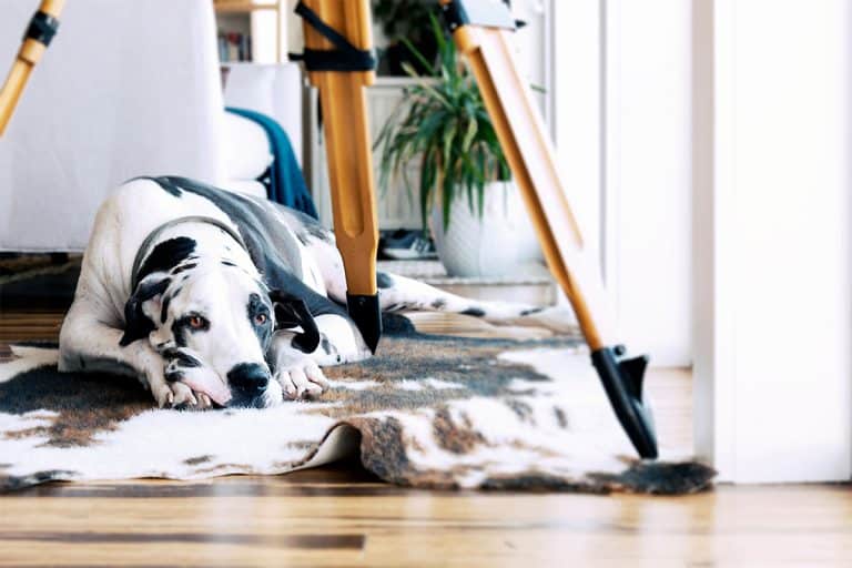15 Gentle Dog Breeds Perfect For Quiet Households - iHeartDogs.com