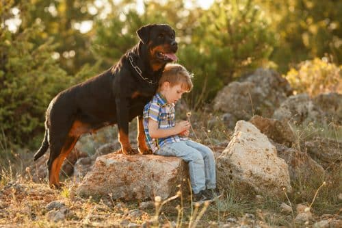9 Watchful Dog Breeds That Are Good With Kids - iHeartDogs.com