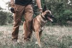 Have You Tried Living With These 15 Bold Dog Breeds? - iHeartDogs.com