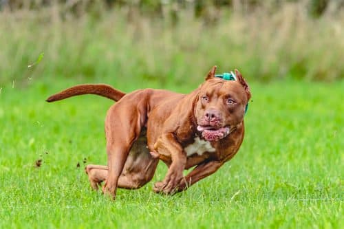 13 High-Energy Dog Breeds That Can Handle Intense Training - iHeartDogs.com