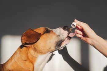 9 Natural Ingredients That Fight Plaque and Tartar in Dogs - iHeartDogs.com