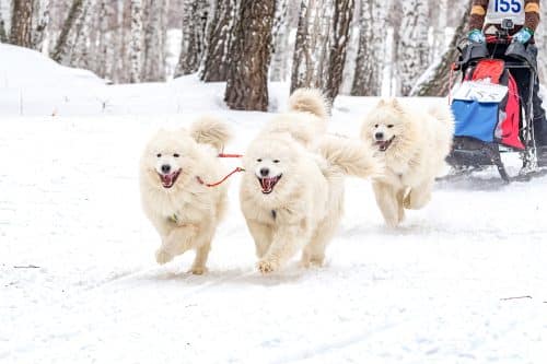 11 Snow-Ready Dog Breeds That Still Work as Sled Dogs Today ...