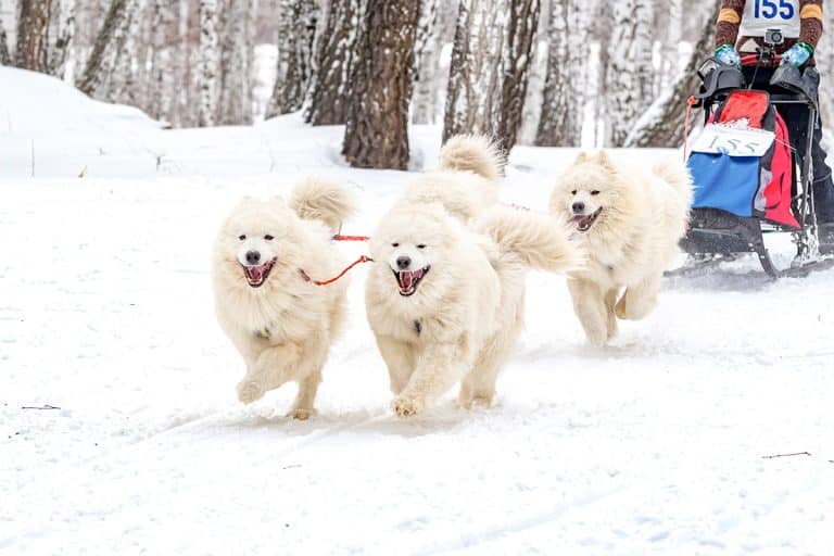 11 Snow-Ready Dog Breeds That Still Work as Sled Dogs Today ...