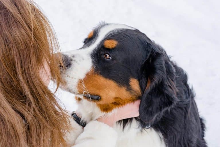 13 Best Dog Breeds For Emotional Support And Comfort - iHeartDogs.com