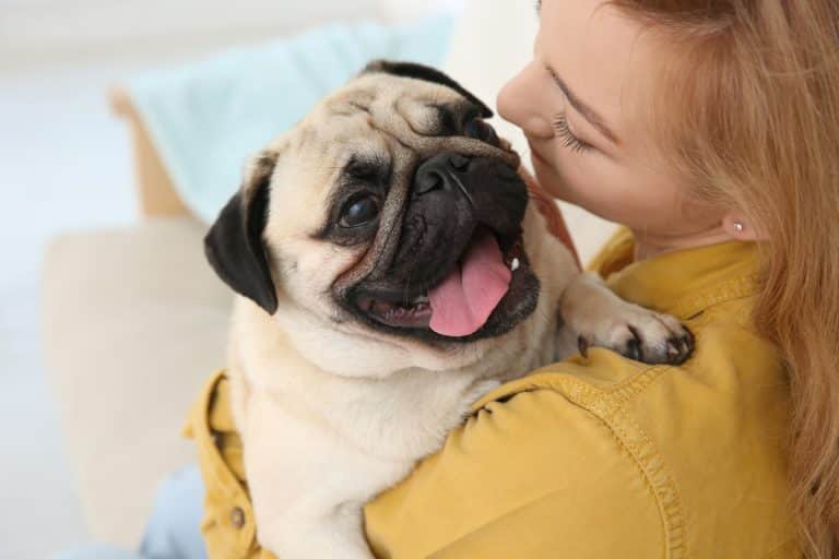 11 Most Loving Dog Breeds In The World - iHeartDogs.com