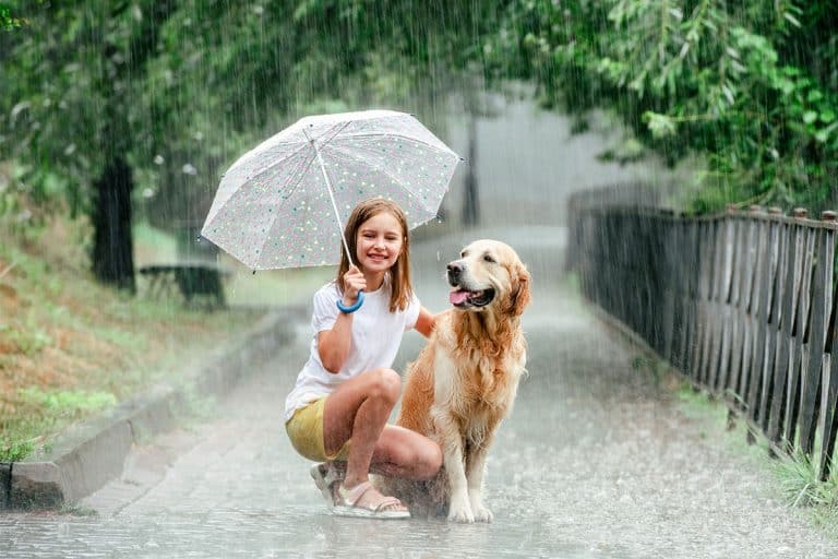 11 Cheerful Dog Breeds That Make Rainy Days Better - iHeartDogs.com