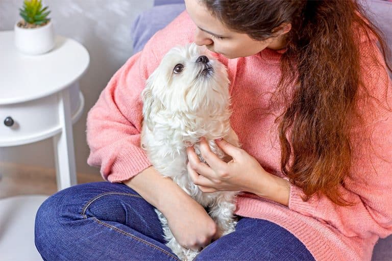 11 Small Dog Breeds That Thrive In Apartment Life - iHeartDogs.com