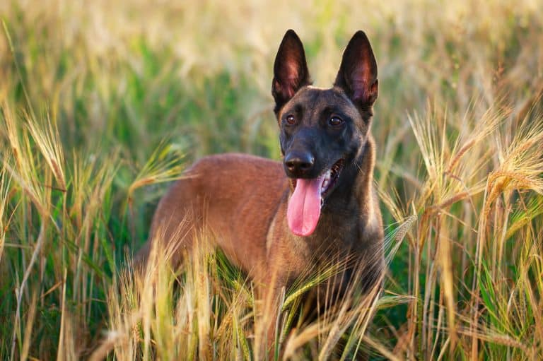 15 Sleek Dog Breeds That Always Look Sharp - iHeartDogs.com