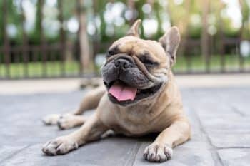 11 Goofy Dog Breeds That Find Joy in Everything - iHeartDogs.com