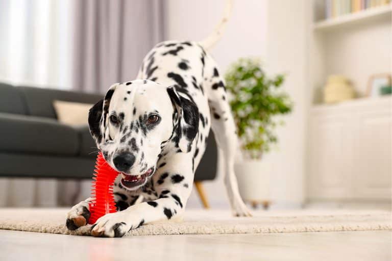 15 Lively Dog Breeds That Keep Their Puppy Spirit - iHeartDogs.com