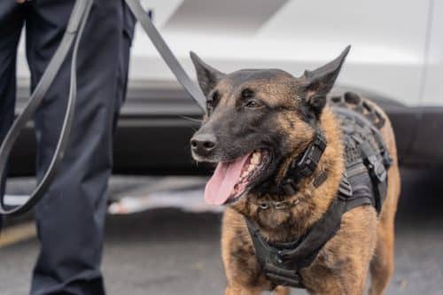 15 Fierce Dog Breeds With Strong Guarding Instincts - iHeartDogs.com