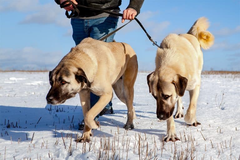 15 Brave Dog Breeds That Protect Without Fear - iHeartDogs.com