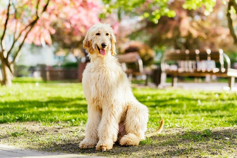12 Shy Dog Breeds That Take Time to Warm Up in 2026 (And Why They're ...