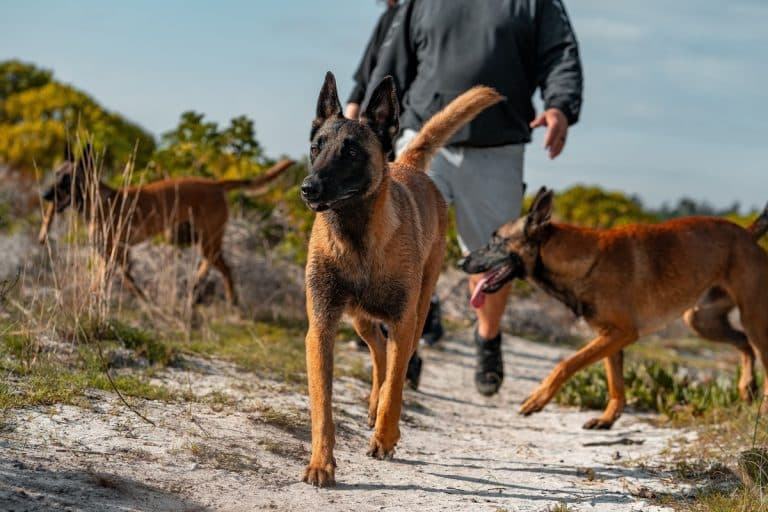 13 Ultimate Peppy Dog Breeds With Limitless Energy - iHeartDogs.com