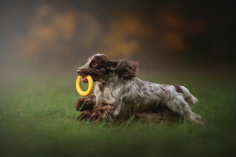13 Spotted Dog Breeds That Always Stand Out - iHeartDogs.com