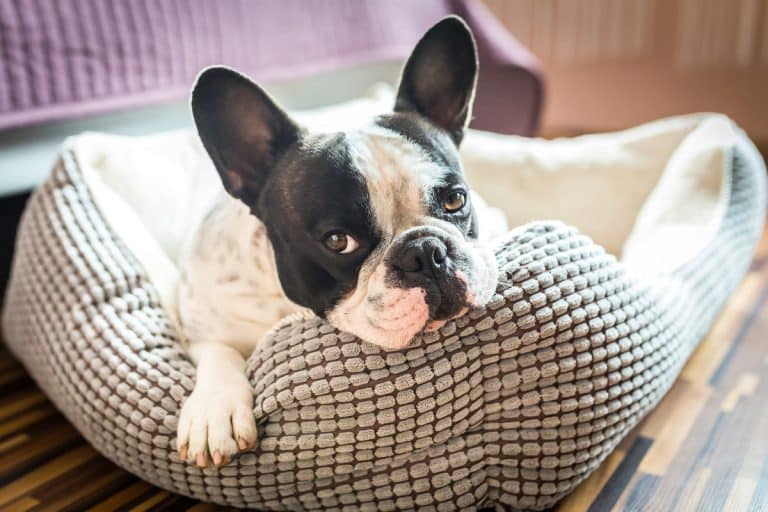 15 Quiet Dog Breeds That Thrive In Peaceful Spaces - iHeartDogs.com