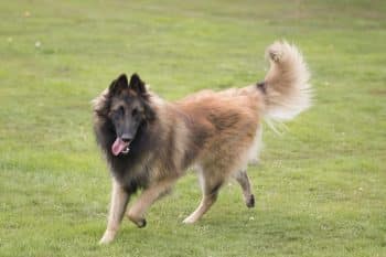 13 High-Energy Dog Breeds That Can Handle Intense Training - iHeartDogs.com