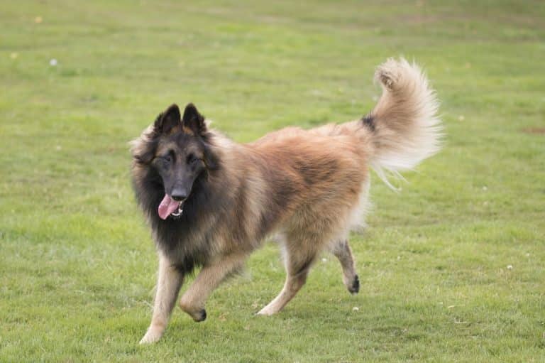 13 High-Energy Dog Breeds That Can Handle Intense Training - iHeartDogs.com