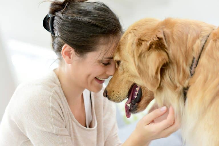 13 Best Dog Breeds For Emotional Support - iHeartDogs.com