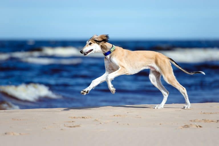 11 Athletic Dog Breeds Built For Speed And Agility - iHeartDogs.com