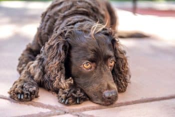 9 ‘Water-Loving’ Dog Breeds That Are Natural Born Swimmers - iHeartDogs.com