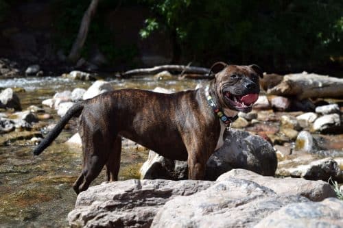 11 ‘Bold’ Dog Breeds That Love A Good Challenge - iHeartDogs.com