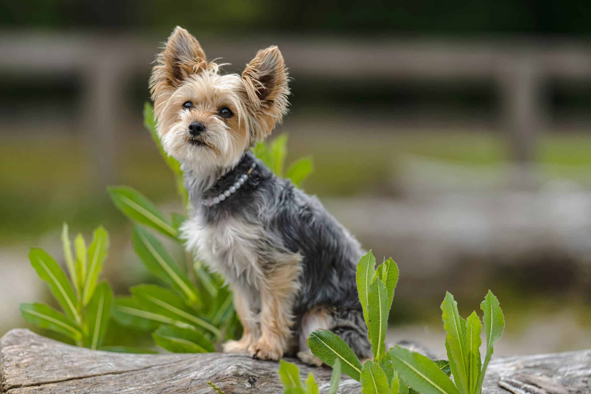 Ideal Diet for Yorkies - The Ultimate Yorkie Feeding Guide - iHeartDogs.com
