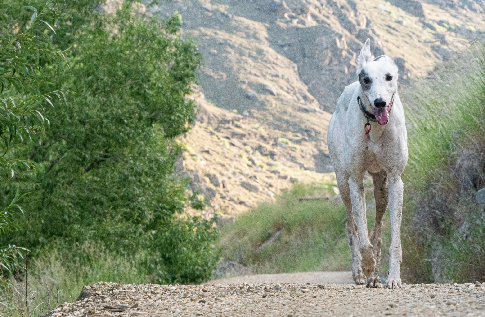 13 Dog Breeds That Were Beloved by Famous Kings & Queens - iHeartDogs.com