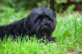 These 9 Unusual Dog Breeds Prove Weird Is Wonderful - iHeartDogs.com
