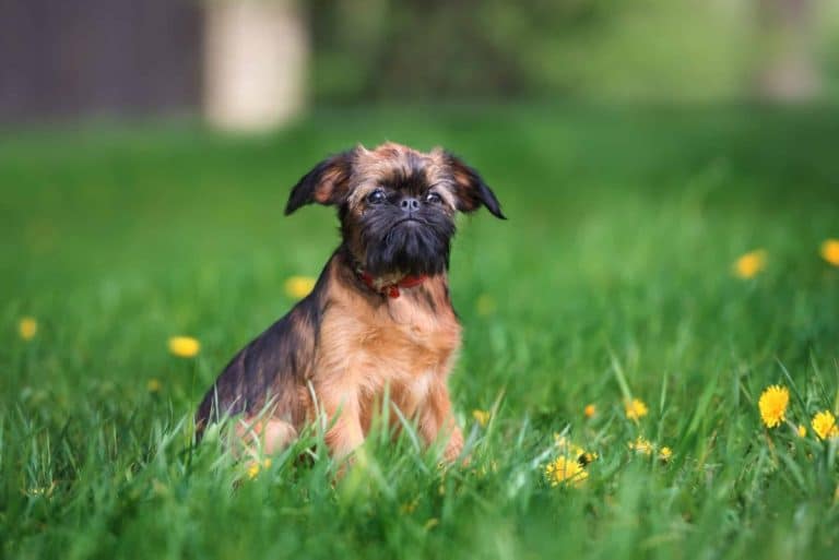 13 Sassy Dog Breeds Known for Side-Eye Mastery - iHeartDogs.com
