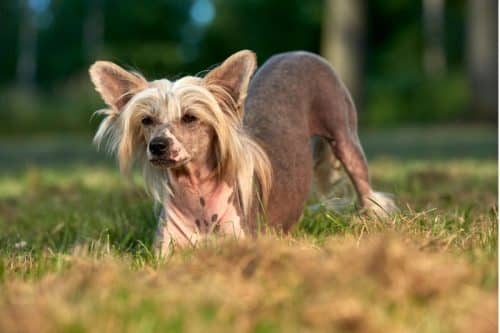 15 Sassy Dog Breeds That Have Major Attitude - iHeartDogs.com