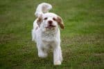 15 Chill Dog Breeds Perfect for Your Quiet Side - iHeartDogs.com