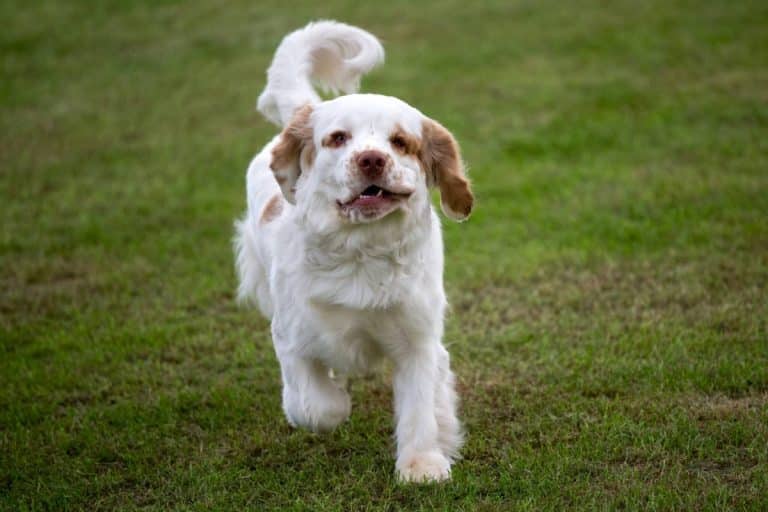 15 Chill Dog Breeds Perfect for Your Quiet Side - iHeartDogs.com