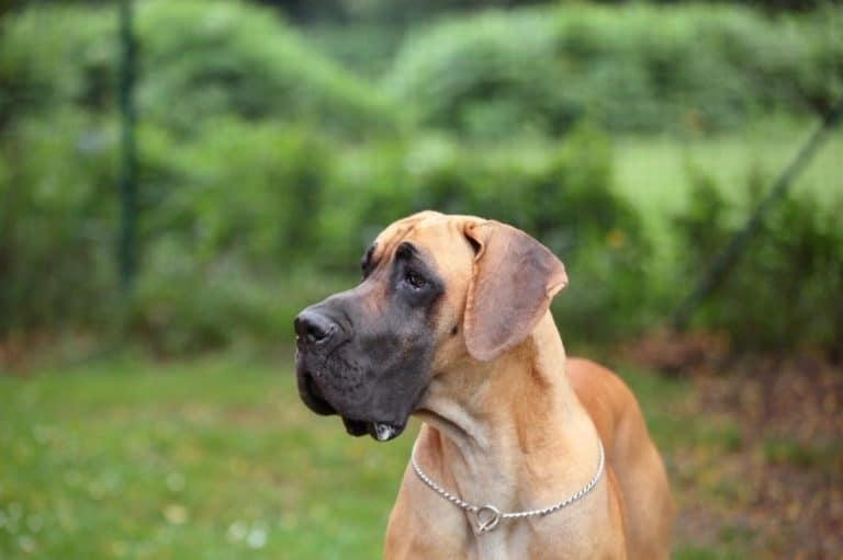 15 Fierce Dog Breeds With Strong Guarding Instincts - iHeartDogs.com