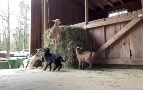 Slow-Mo Video of Happy Baby Goats Jumping Is Cheering Everyone Up ...