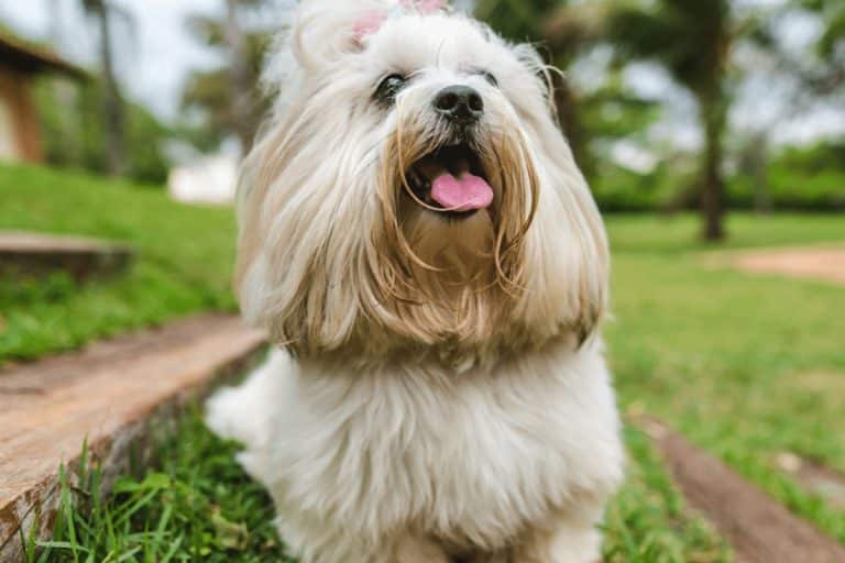 18 Low Shedding Dog Breeds (2026): Best Picks for a Fur-Free Home ...