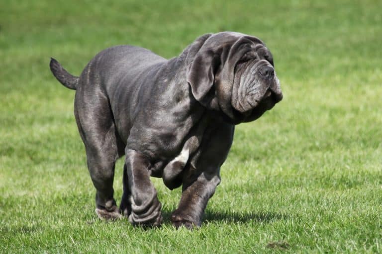 11 Dog Breeds Banned in Multiple Countries Worldwide - iHeartDogs.com