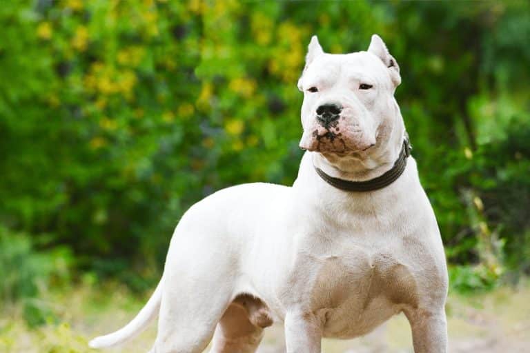 9 Spotted Dog Breeds That Turn Heads Everywhere - iHeartDogs.com