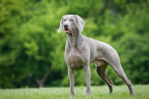 9 Regal Dog Breeds That Stick Close Forever - iHeartDogs.com