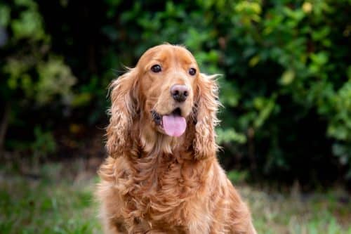 13 Ultimate Dog Breeds for New Pet Parents - iHeartDogs.com