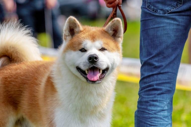 Ideal Diet for Akitas - The Ultimate Akita Feeding Guide - iHeartDogs.com